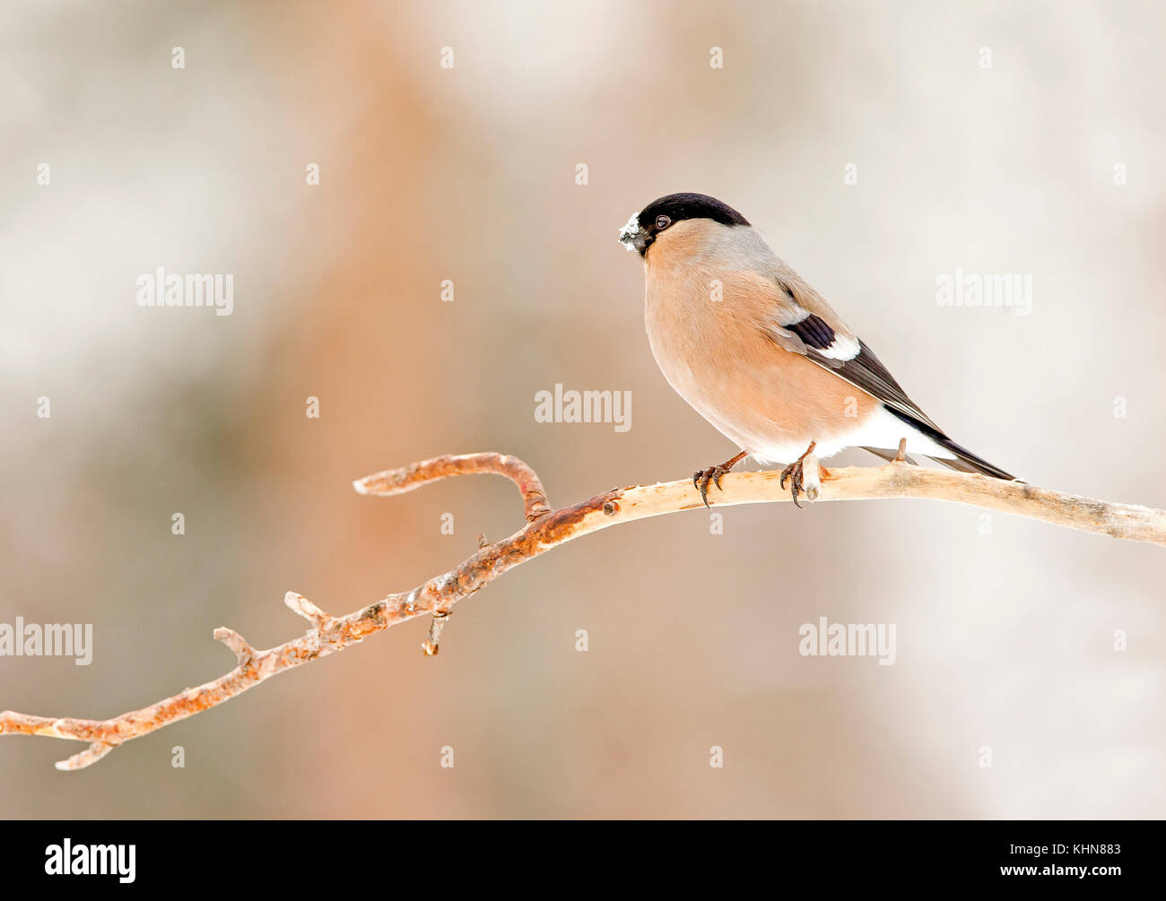 Bulfinch male female hi-res stock photography and images - Alamy