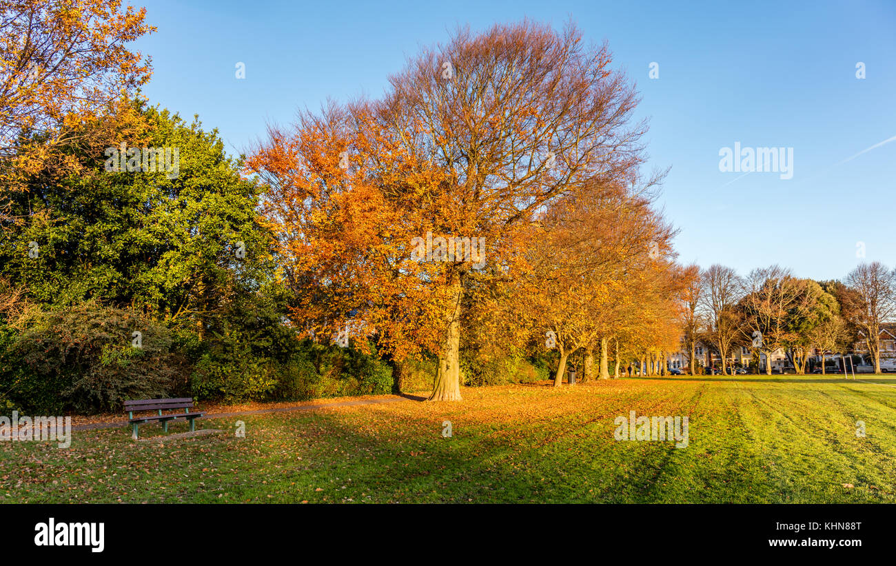Victoria Park, Worthing, UK; Autumn park scene. Tree with brown leaves ...