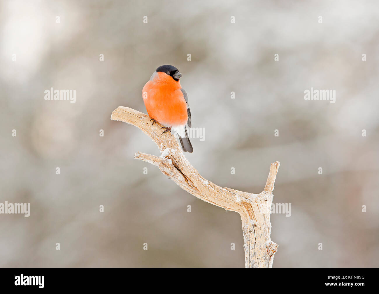 Bulfinch male female hi-res stock photography and images - Alamy