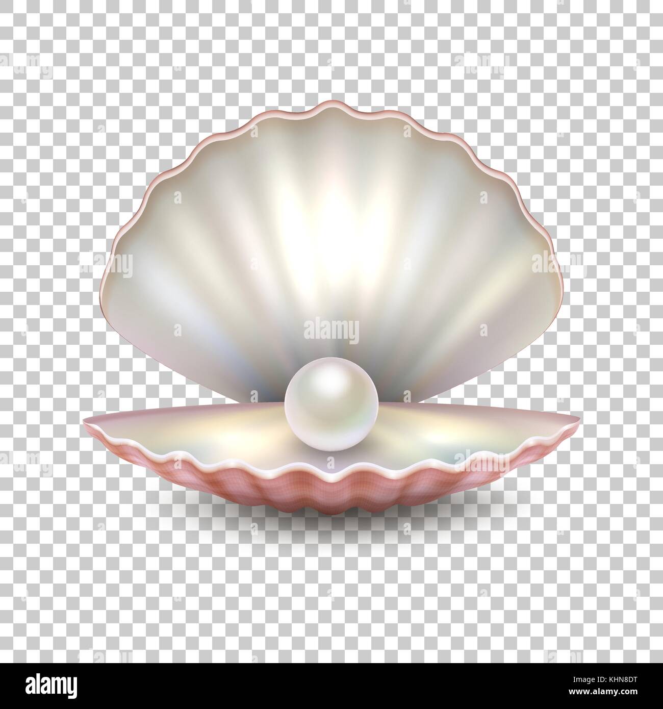 Sea Shell Open Vector