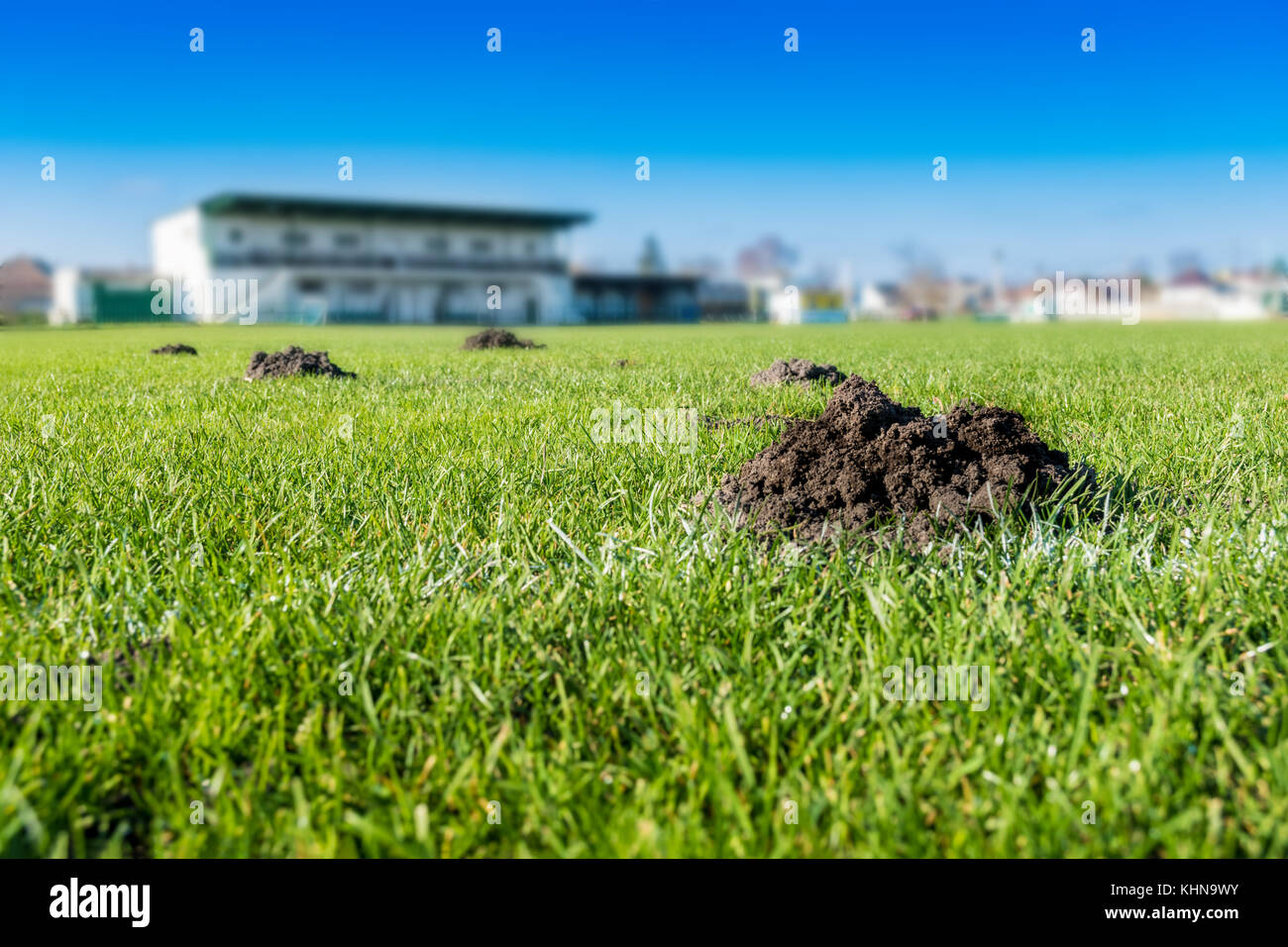 Removing mole tunnels hi-res stock photography and images - Alamy