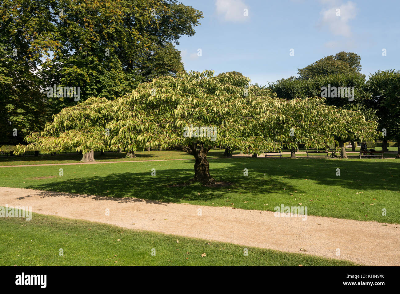Squat tree in Castle Garden Copenhagen Denmark Stock Photo - Alamy