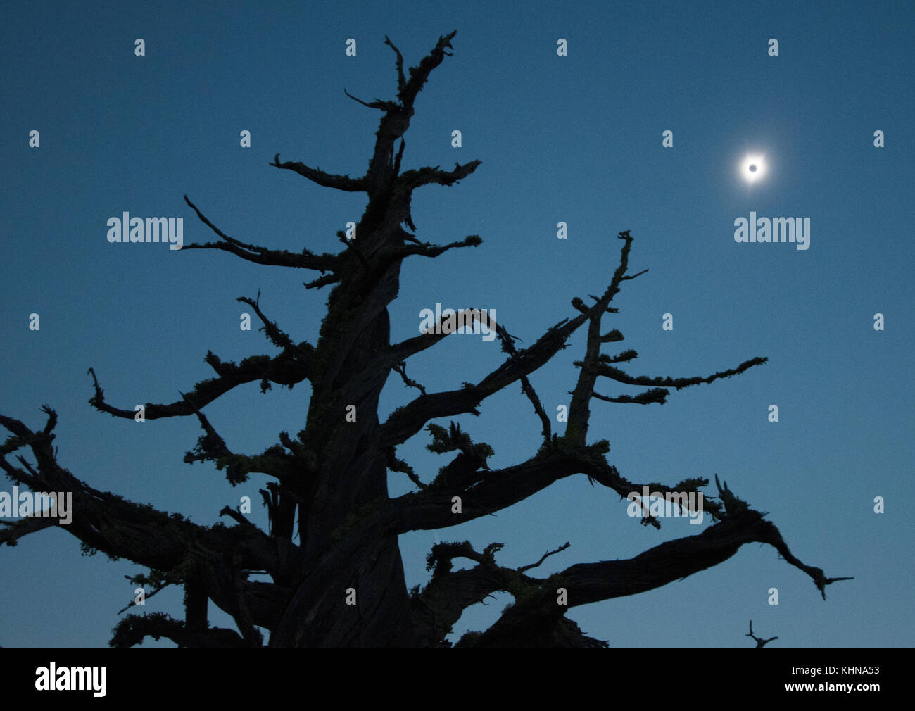 2017 Total Solar Eclipse over weathered juniper tree, eastern Oregon ...