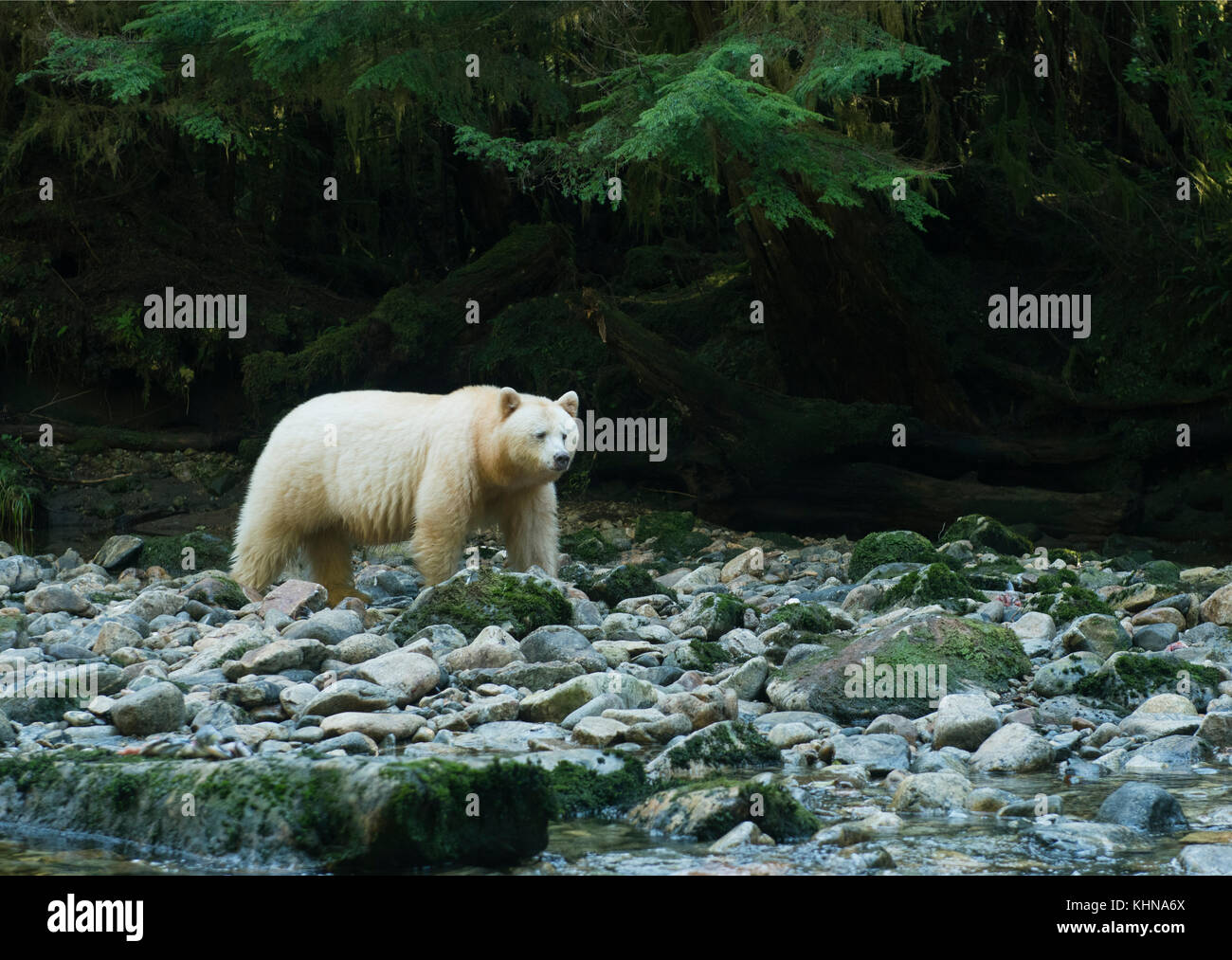 Kermode or "Spirit" bear (Ursus americanus kermodei), White form of ...
