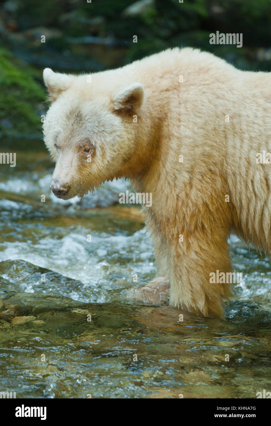 Kermode or "Spirit" bear (Ursus americanus kermodei), White form of ...
