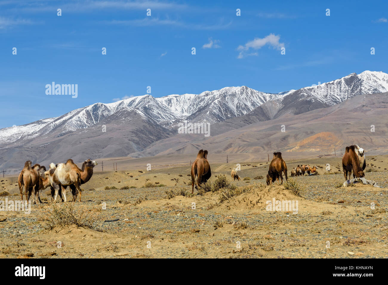 Yellow camels hi-res stock photography and images - Alamy