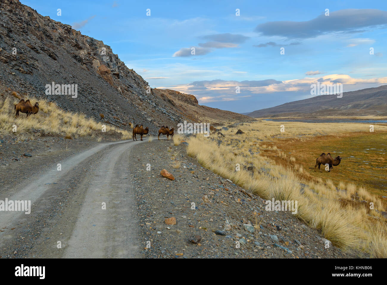 The picturesque view of a herd of camels grazing in a meadow in the ...