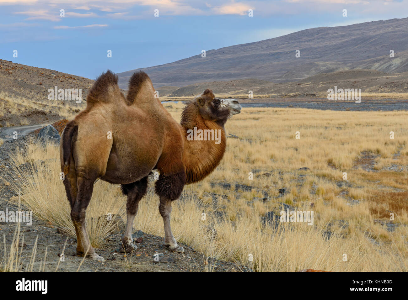 Camel and mountains hi-res stock photography and images - Alamy