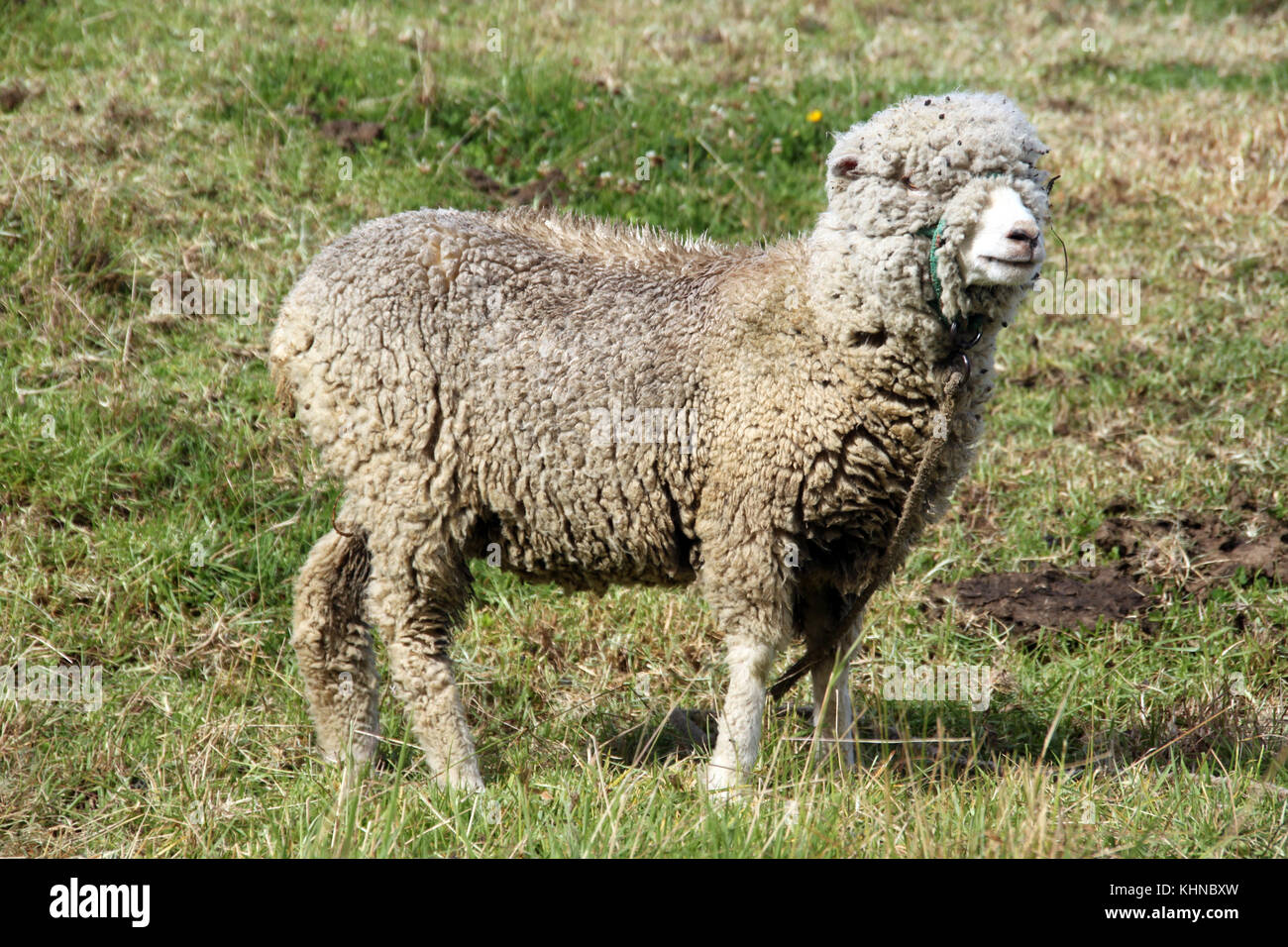 Merino sheep on the green field Stock Photo - Alamy