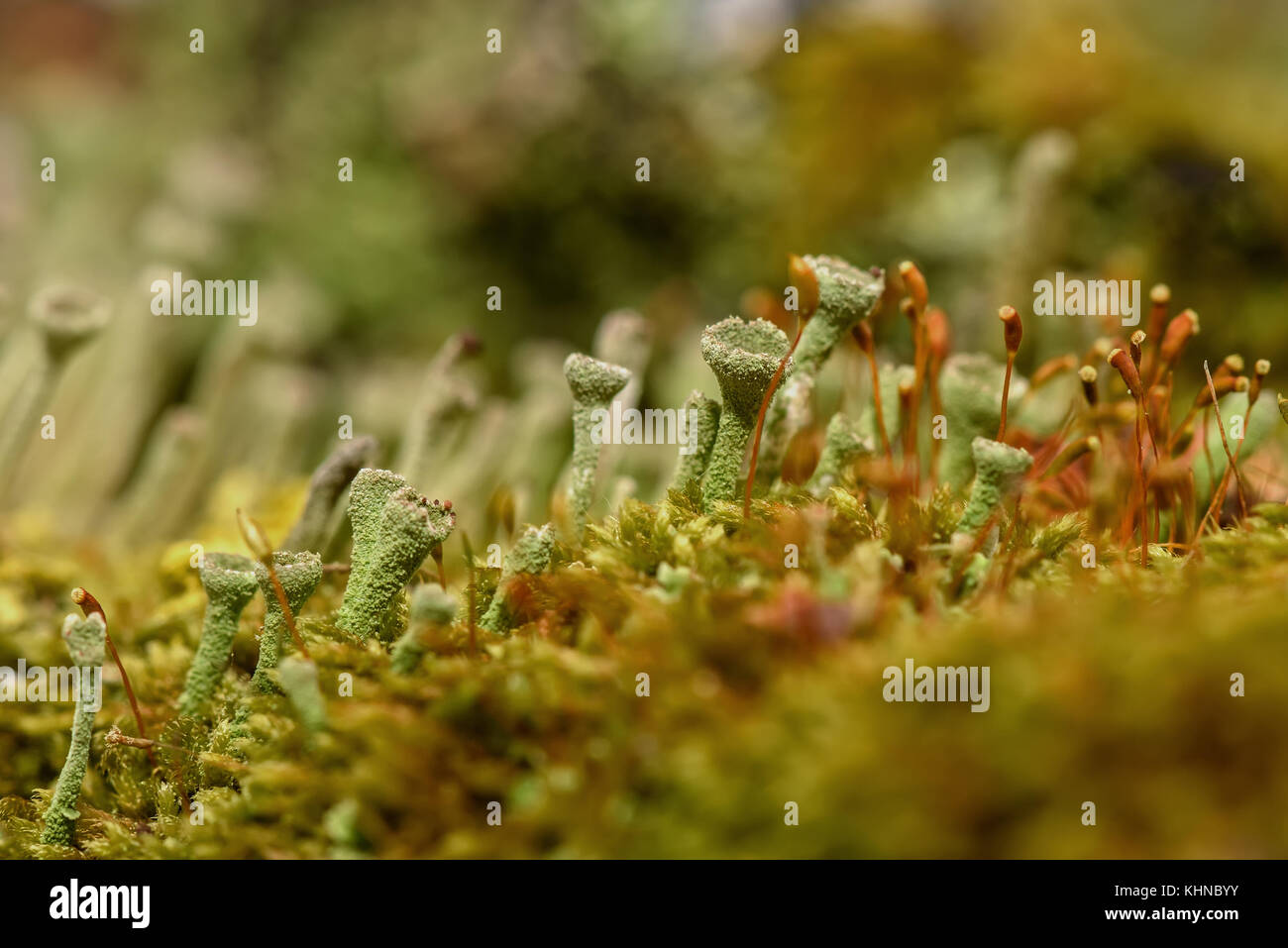 Fungi and slime molds hi-res stock photography and images - Alamy