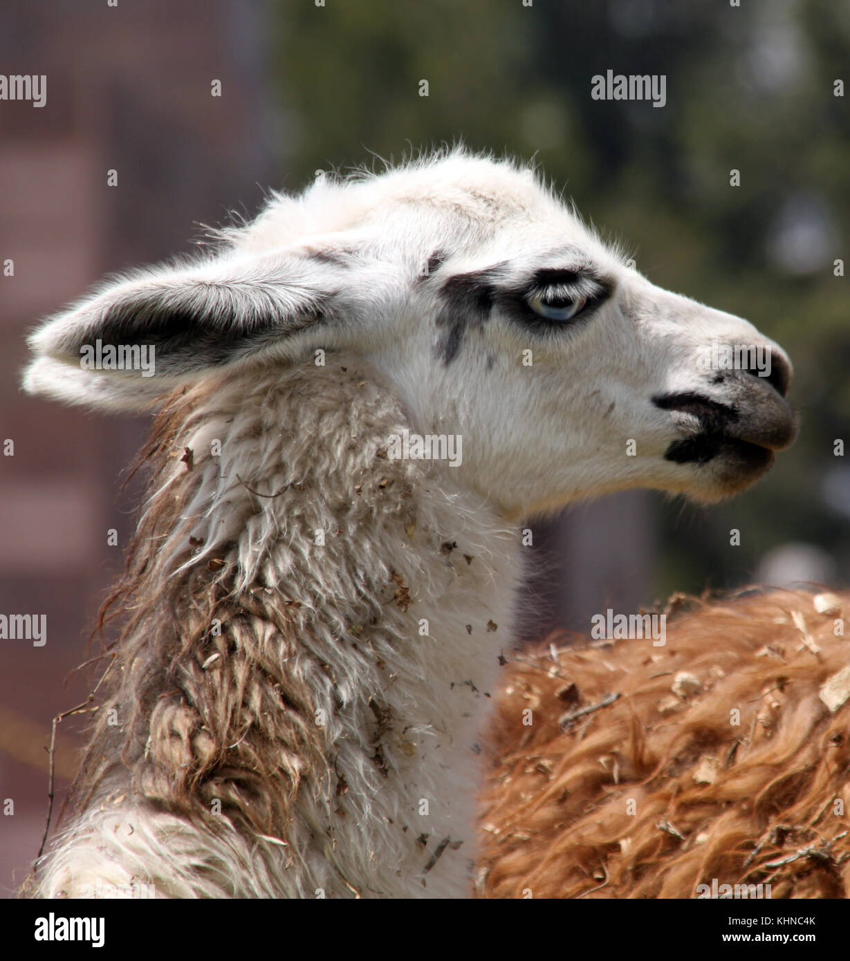 Guanaco ecuador hi-res stock photography and images - Alamy