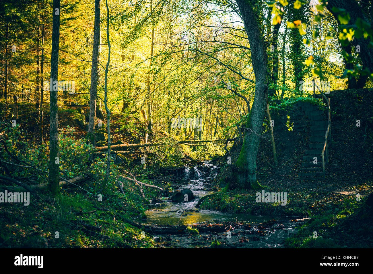 Small river in a forest with colorful trees in autumn colors in the ...