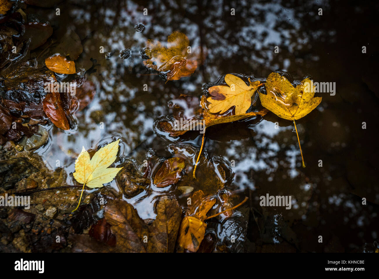 Autumn leaves in warm colors floating in a puddle with forest ...