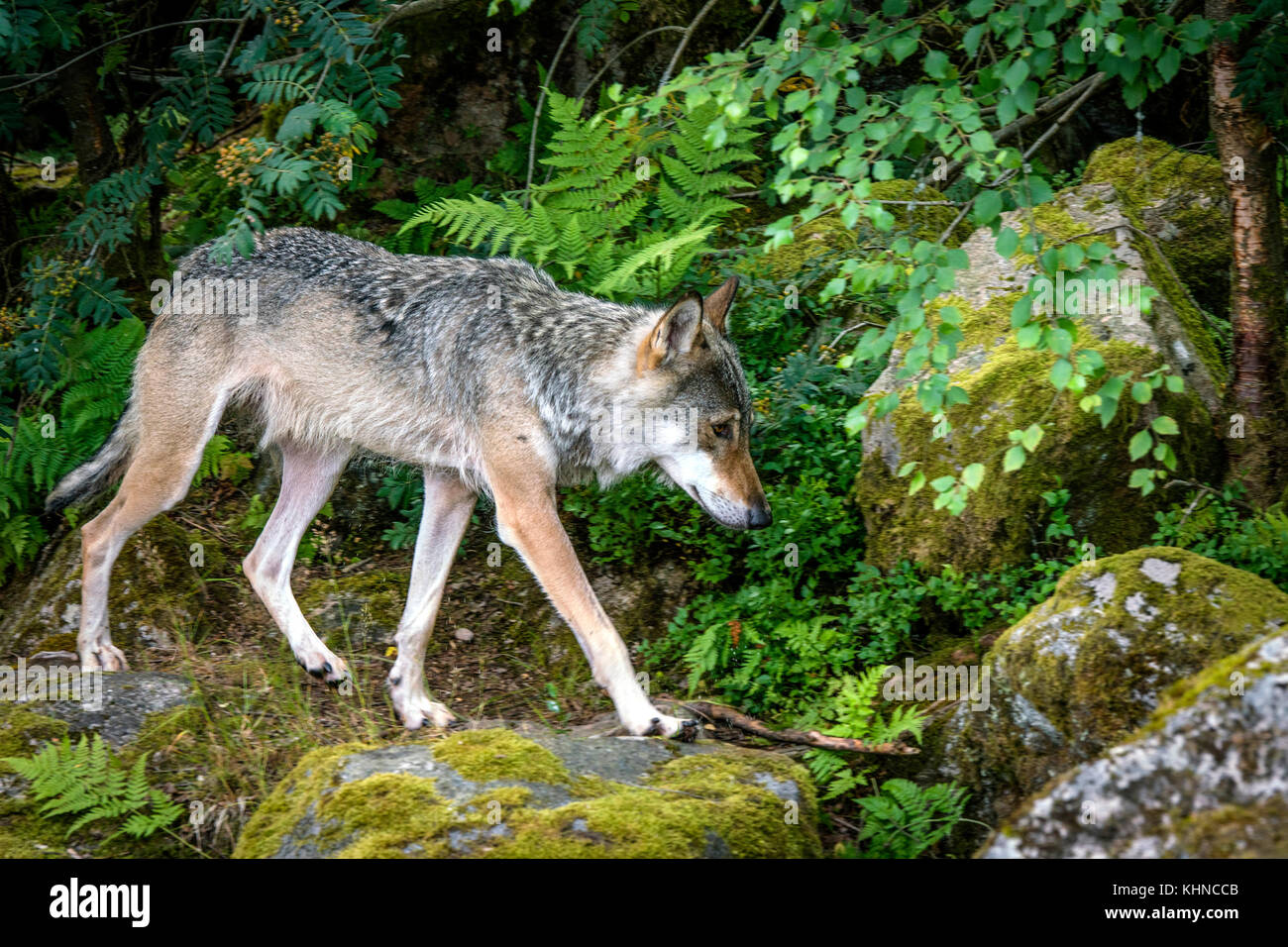 Grey wolf in a nordic forest in the summer walking on rocks Stock Photo ...