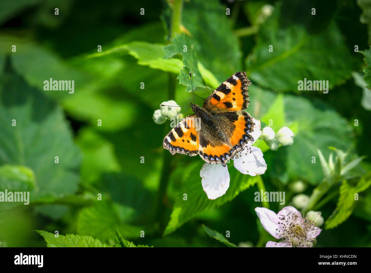 Orange Tortoiseshell butterfly on white flowers in a green garden in ...