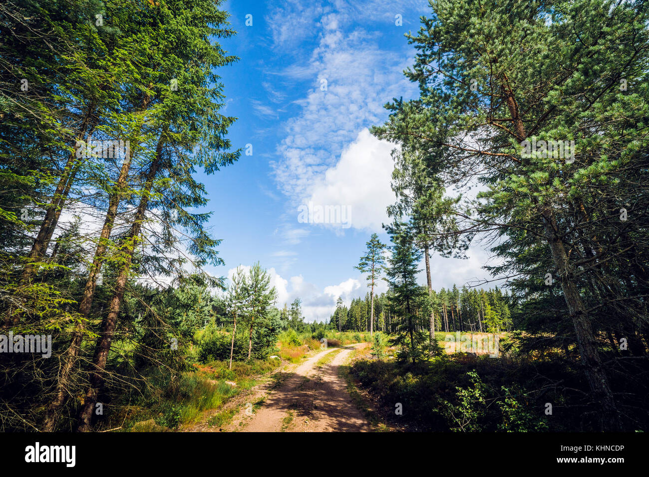 Road in a nordic forest with tall pine trees amd blue sky Stock Photo ...