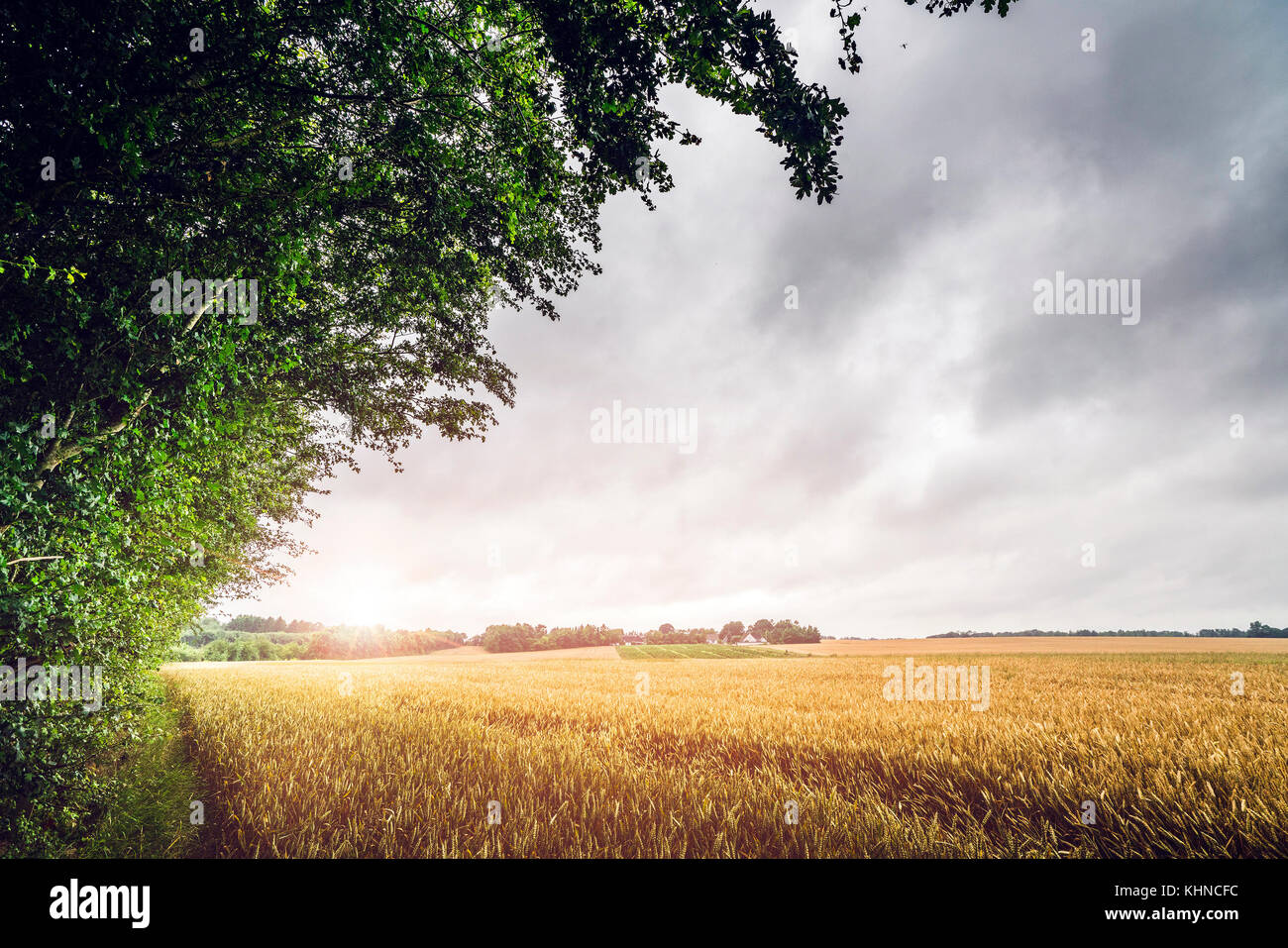 Countryside sunset on a field landscape with golden grain and cloudy ...