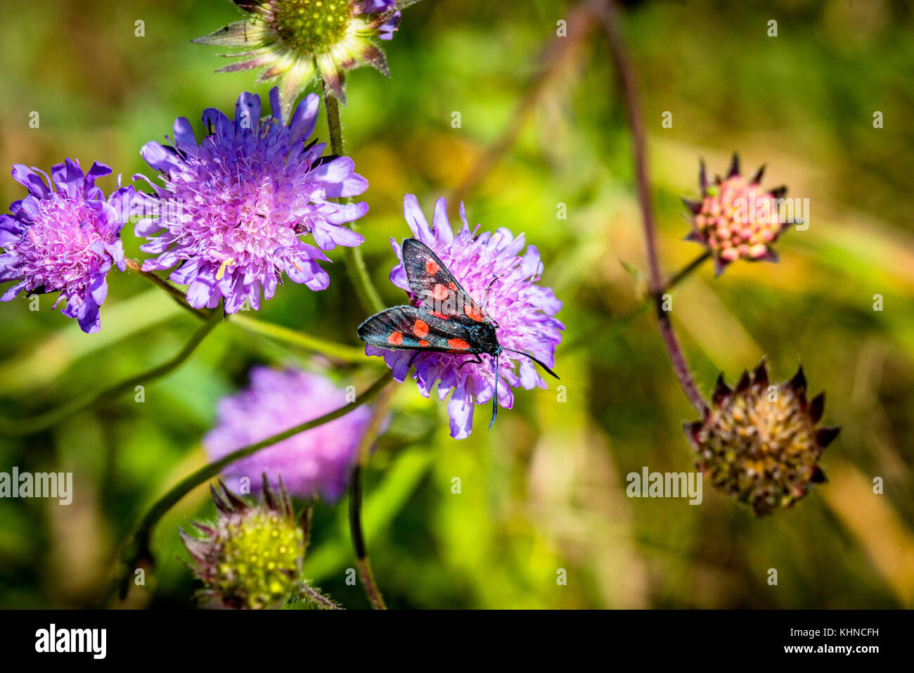 Six-spot burnet with six red spots on metallic looking wings sitting on ...