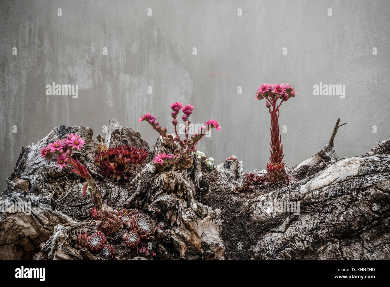 Surreal flowers in violet colors looking alien and from outher space ...