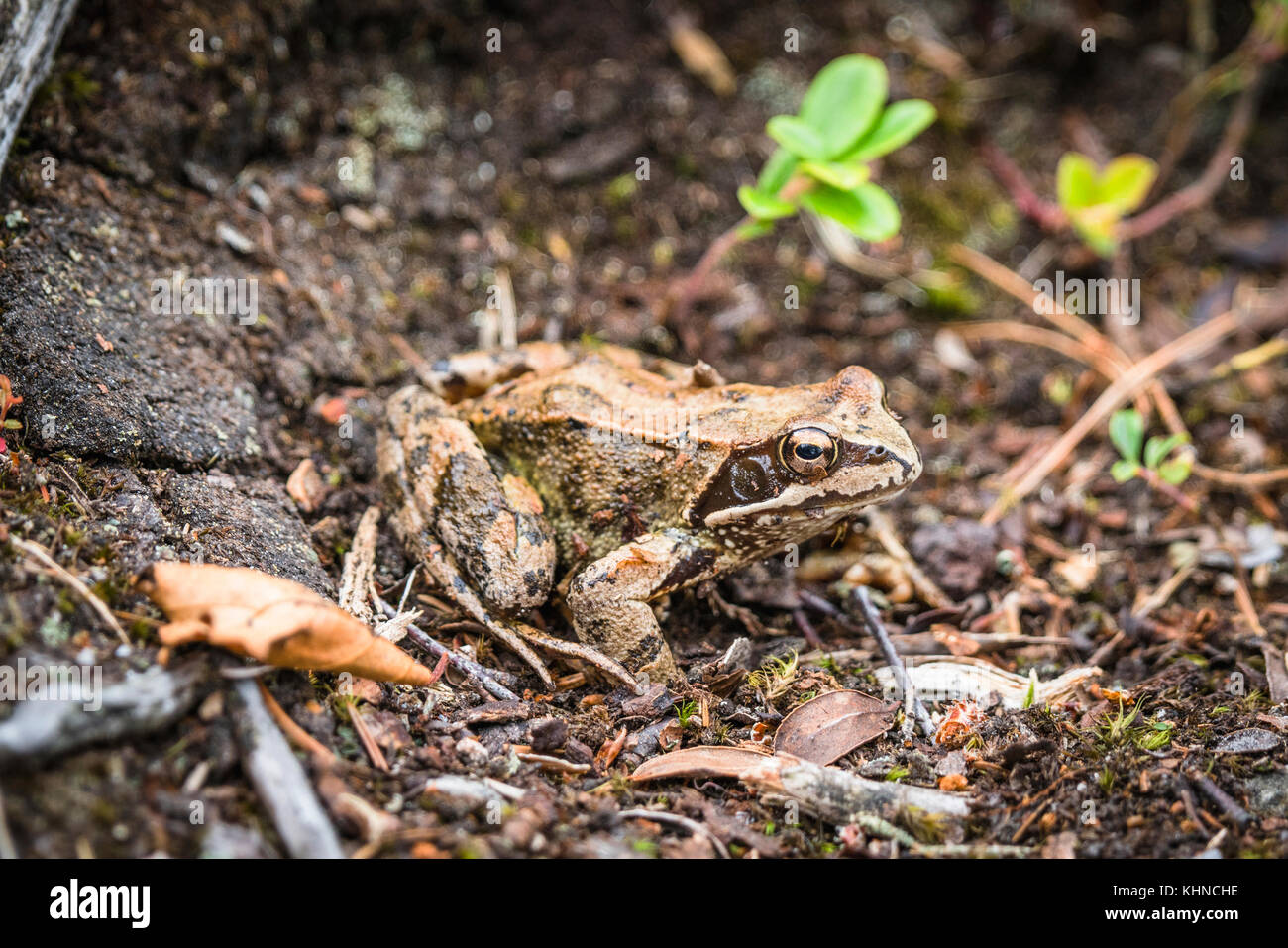 Brown frog with big eyes in the mud in a forest trying to camouflage in ...