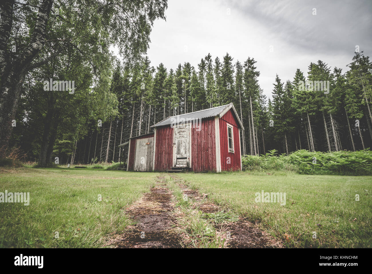Red cabin in a swedish forest with pine trees with warn planks and ...