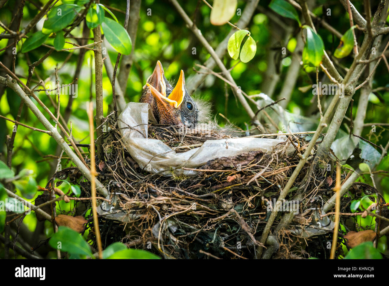 Newly hatched blackbirds in a birds nest in green nature with open ...