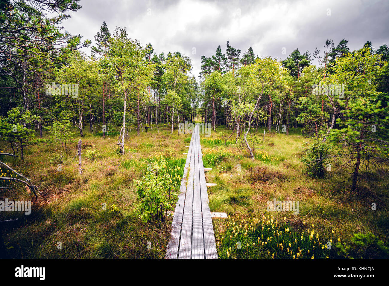 Wooden nature trail made of planks in a forest landscape with trees and ...