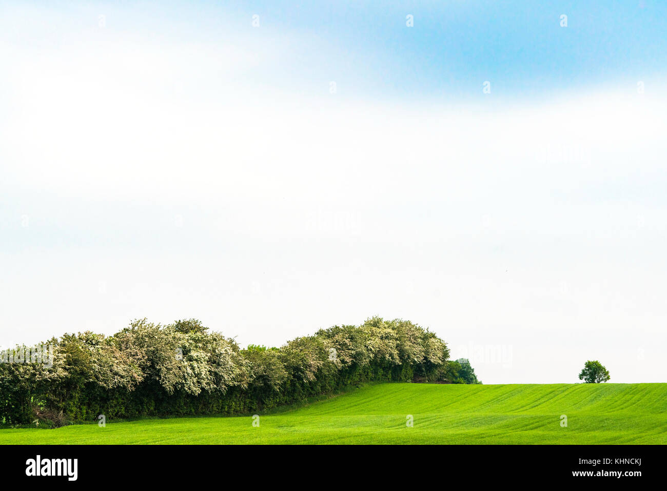 Landscape with blooming trees in the spring and a single lonely tree on ...
