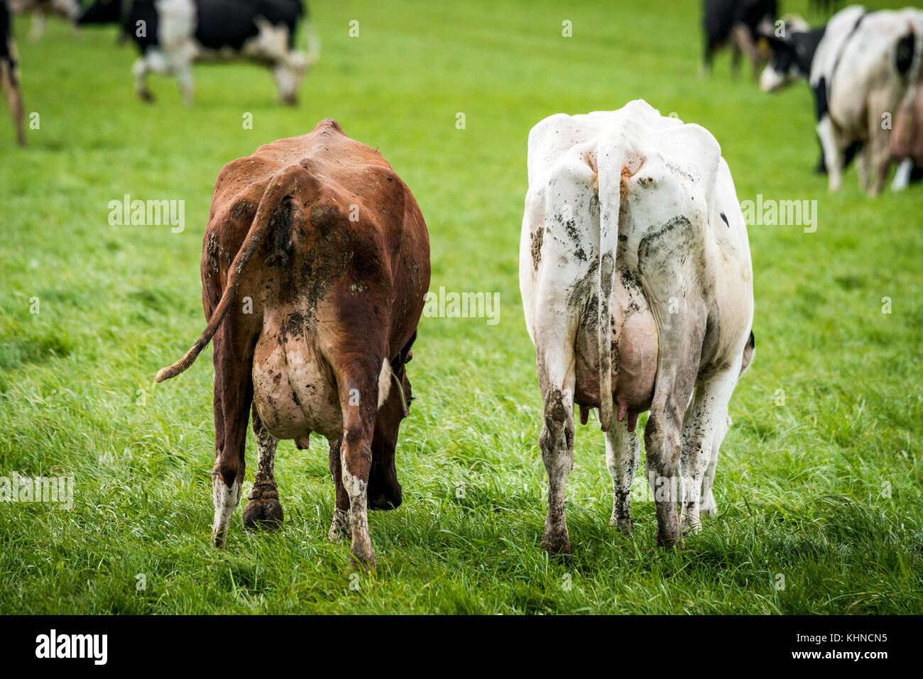 Large udder hi-res stock photography and images - Alamy