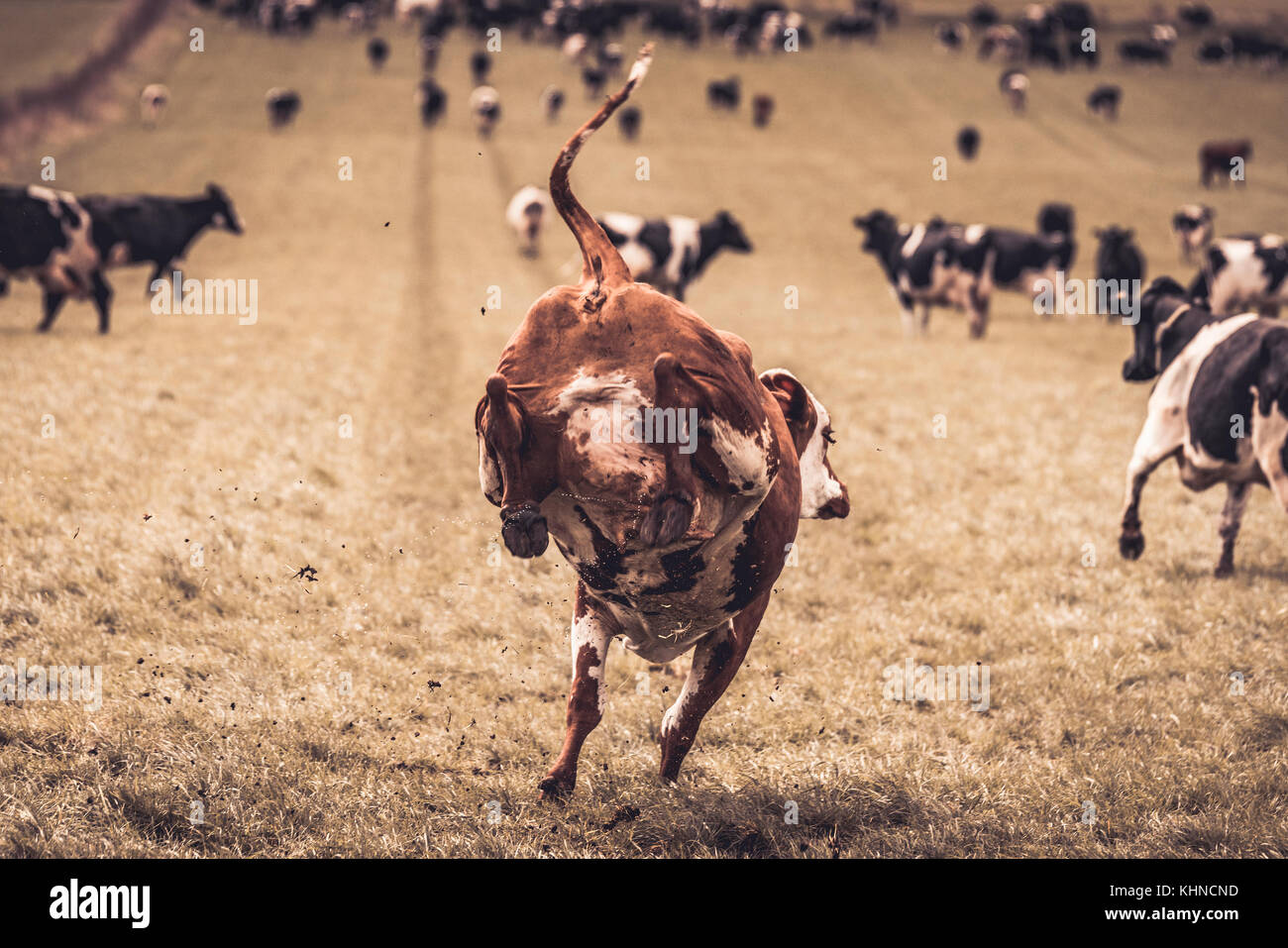 Cow jumping hi-res stock photography and images - Alamy