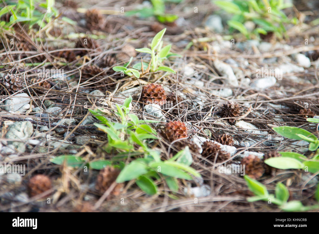 Pine Seeds on The Ground Stock Photo - Alamy