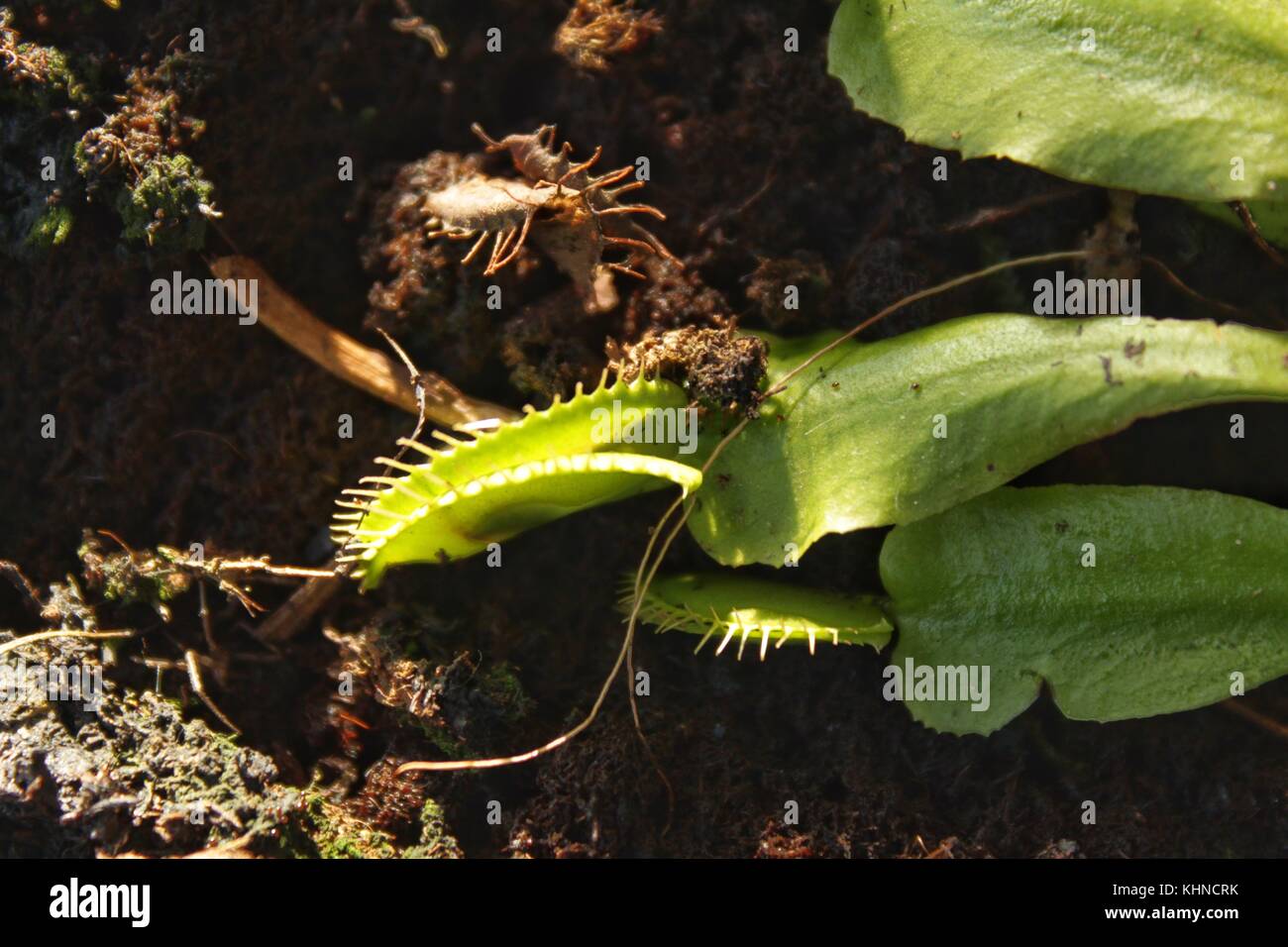 Dionaea ant hi-res stock photography and images - Alamy