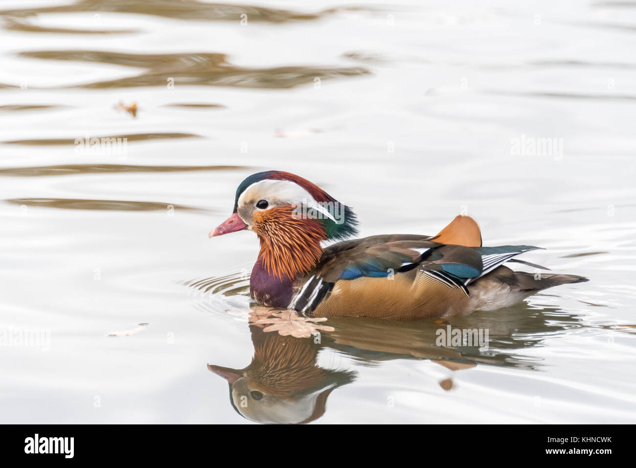 Mandarin duck at Connaught Water Stock Photo - Alamy