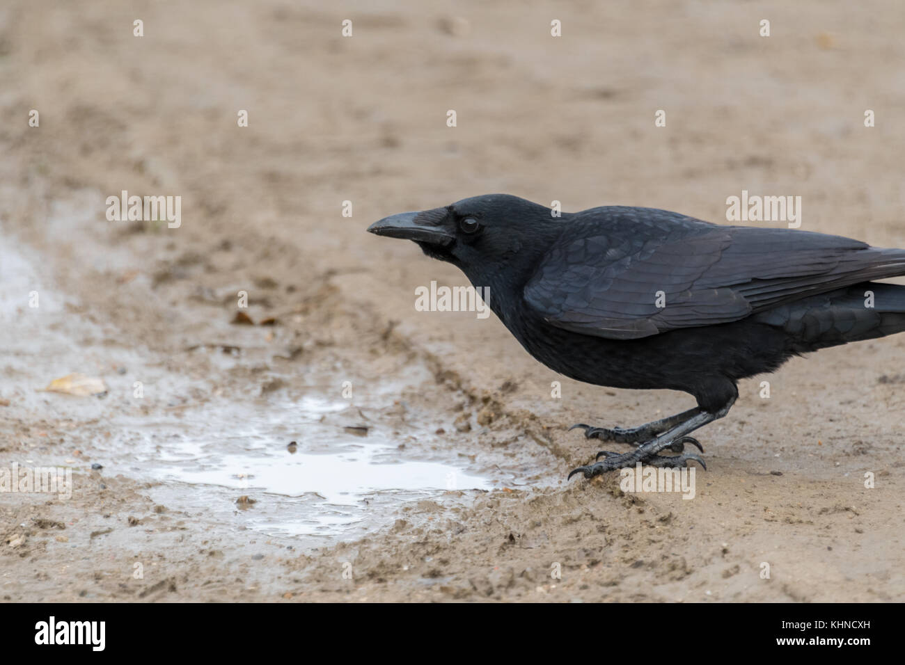 Crow drinking water hi-res stock photography and images - Alamy