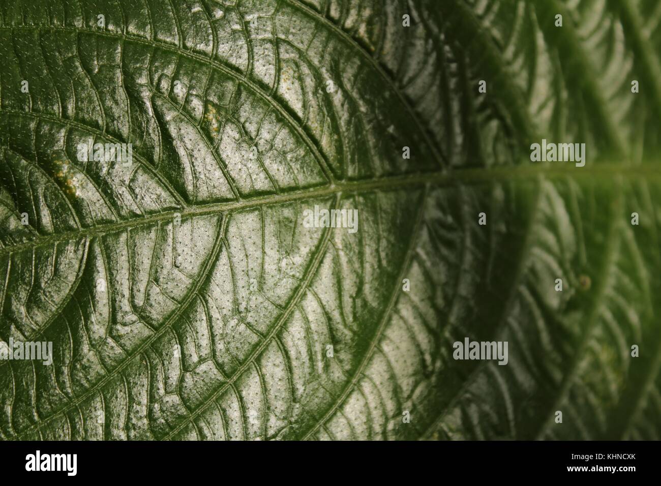 Green leaf texture Stock Photo - Alamy