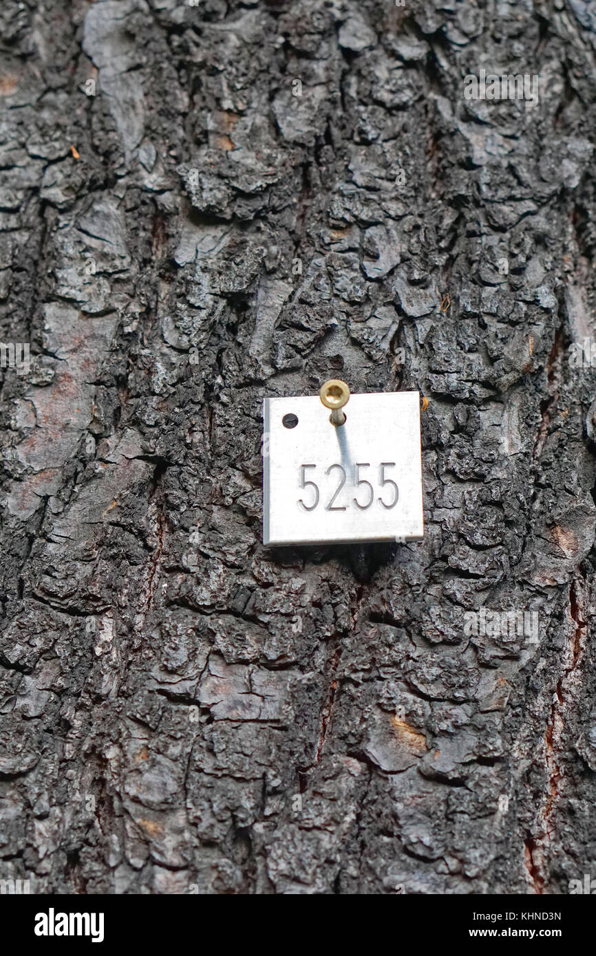 Tag with number at tree bark Stock Photo - Alamy