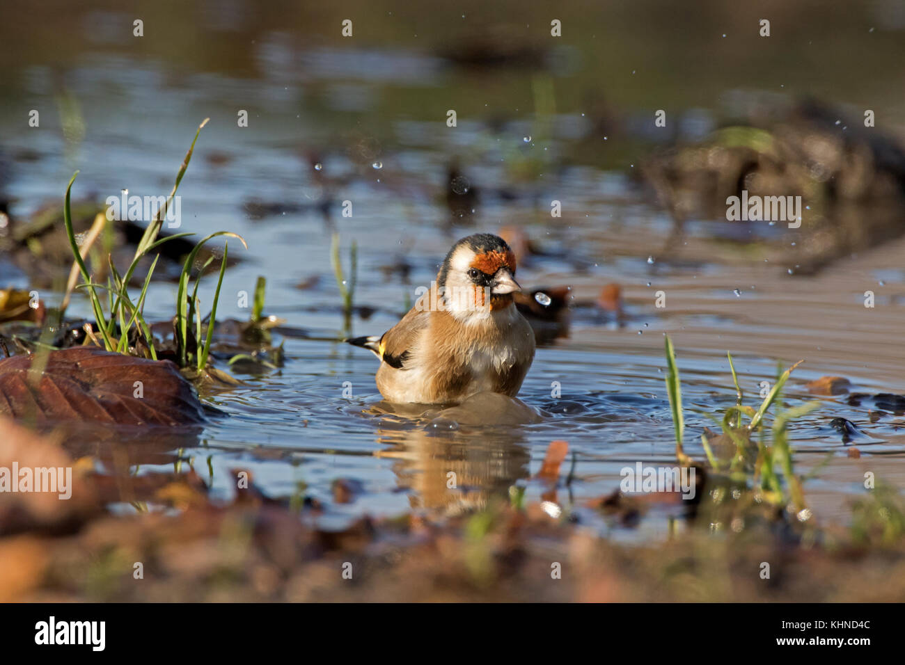 Goldfinch bathing in puddle Stock Photo - Alamy