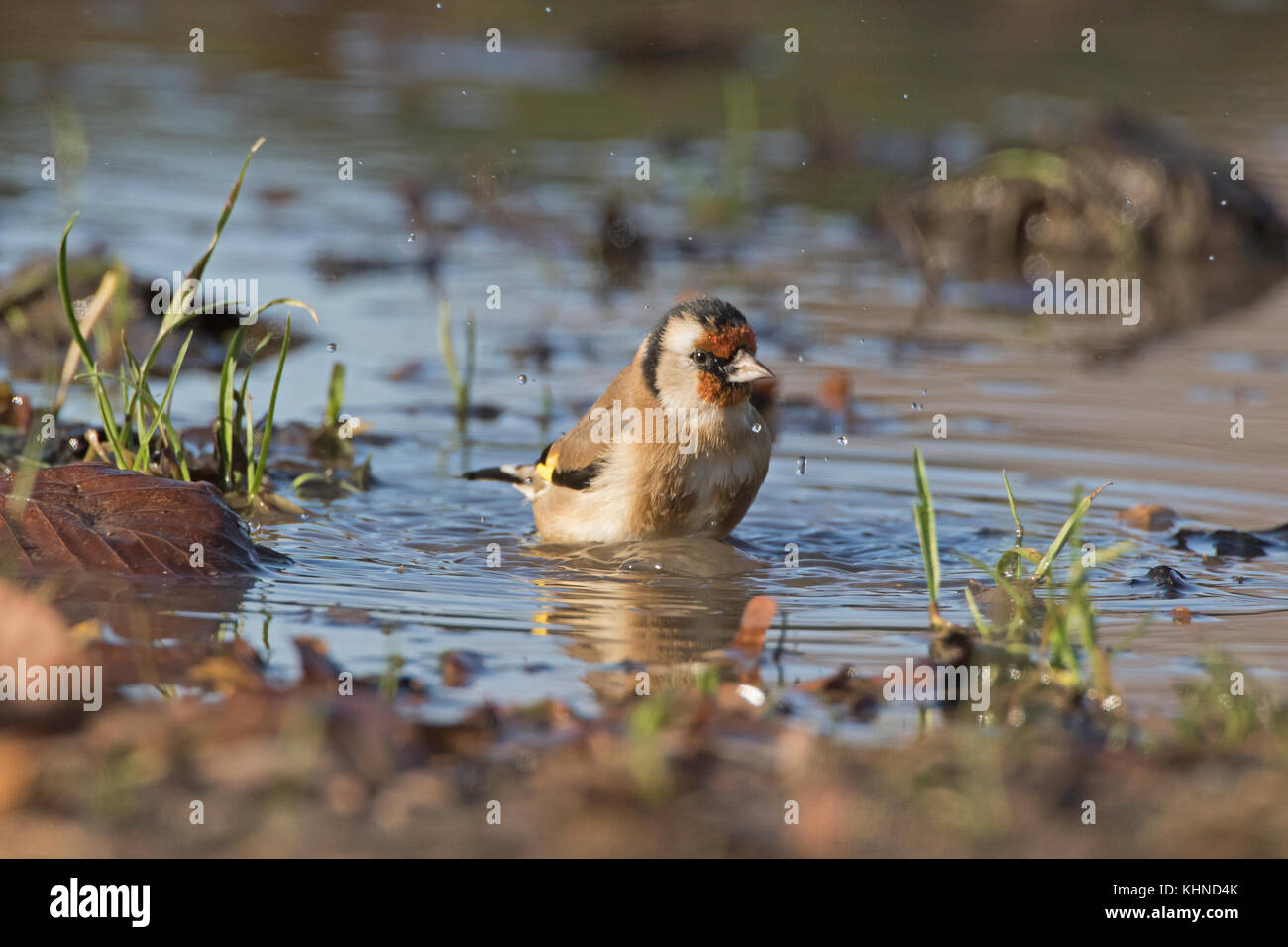 Goldfinch bathing in puddle Stock Photo - Alamy