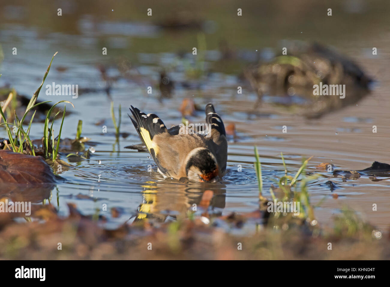 Goldfinch bathing in puddle Stock Photo - Alamy