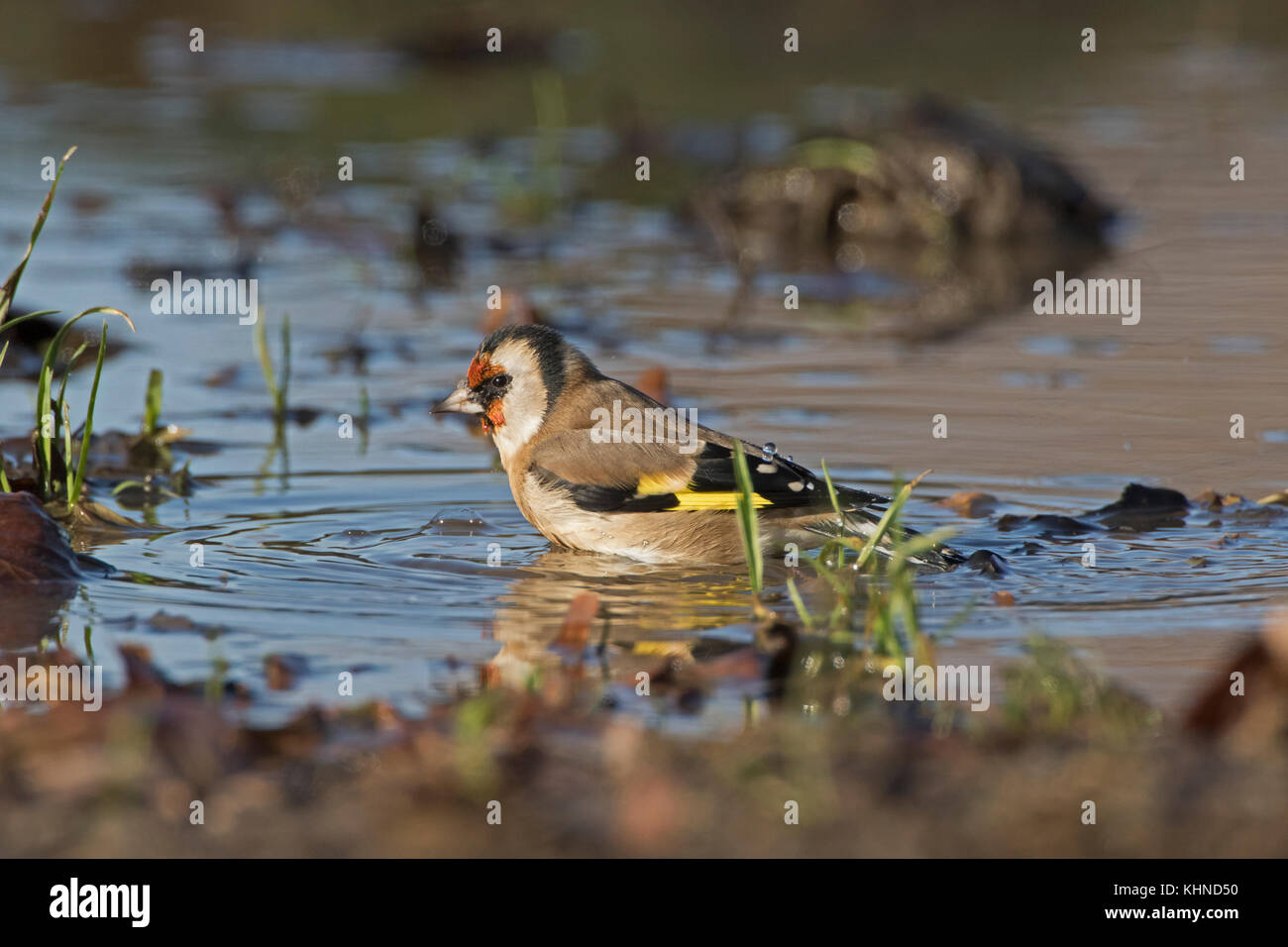 Goldfinch bathing in puddle Stock Photo - Alamy