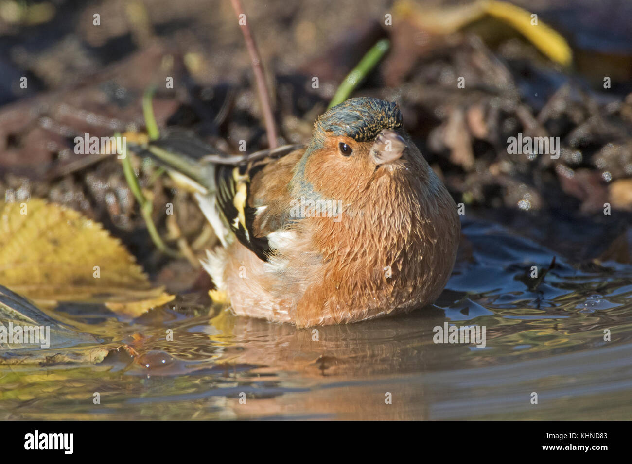 Male chaffinch Fringilla coelets bathing in puddle Stock Photo - Alamy