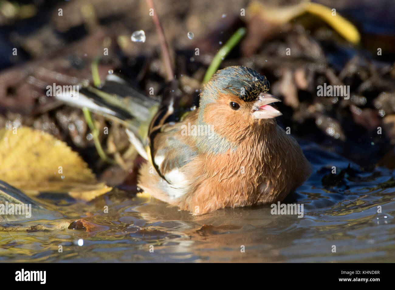 Male chaffinch Fringilla coelets bathing in puddle Stock Photo - Alamy
