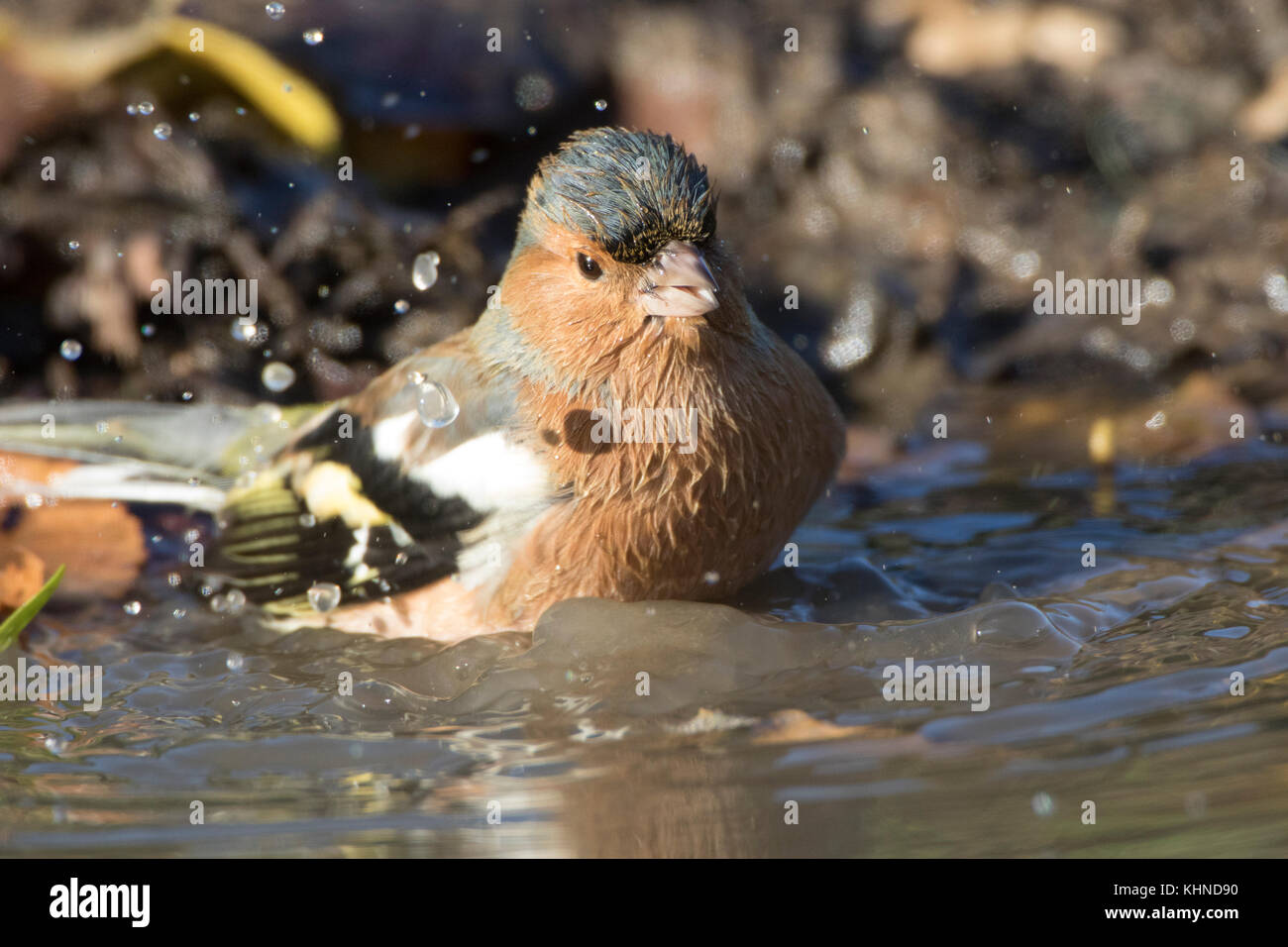 Male chaffinch Fringilla coelets bathing in puddle Stock Photo - Alamy