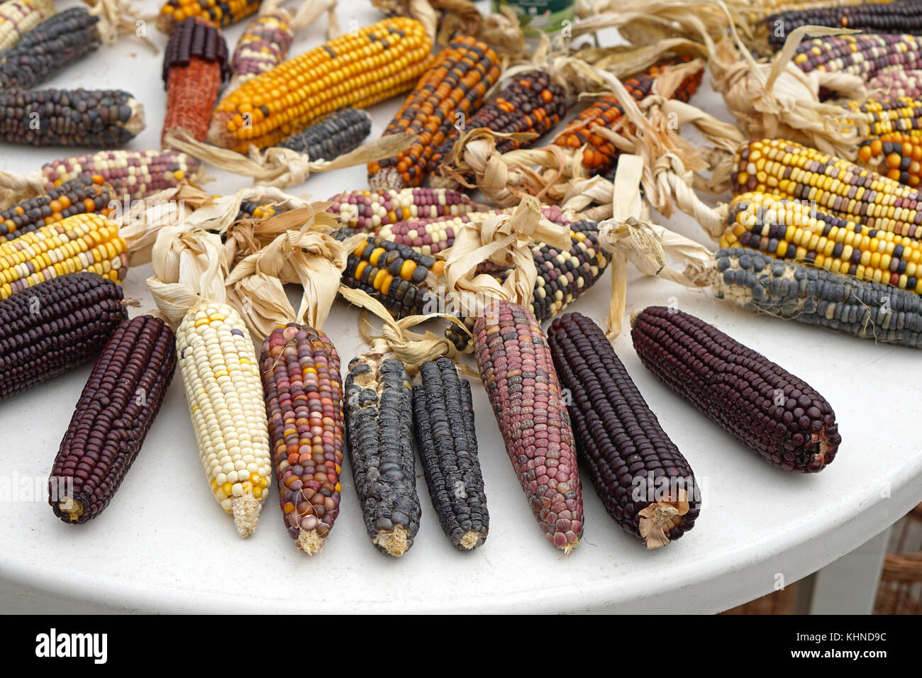 Native cob hi-res stock photography and images - Alamy