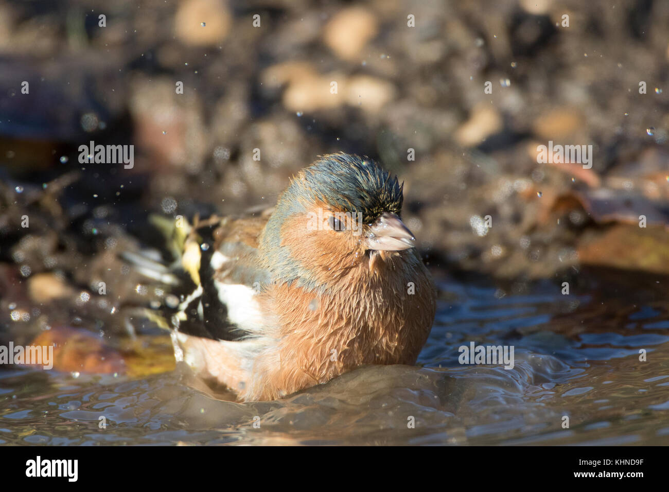 Male chaffinch Fringilla coelets bathing in puddle Stock Photo - Alamy