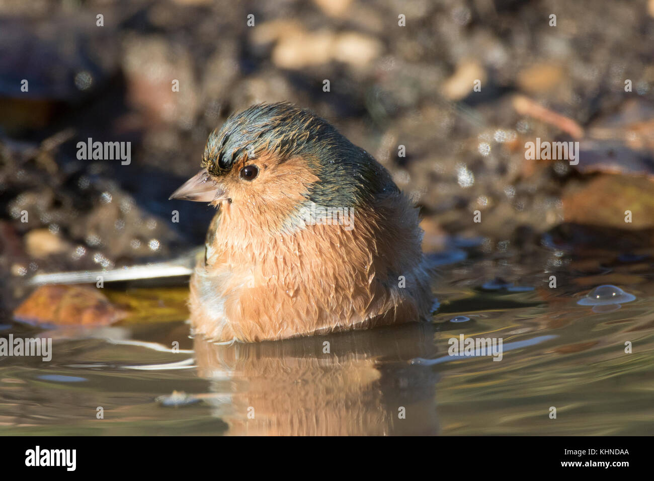 Male chaffinch Fringilla coelets bathing in puddle Stock Photo - Alamy
