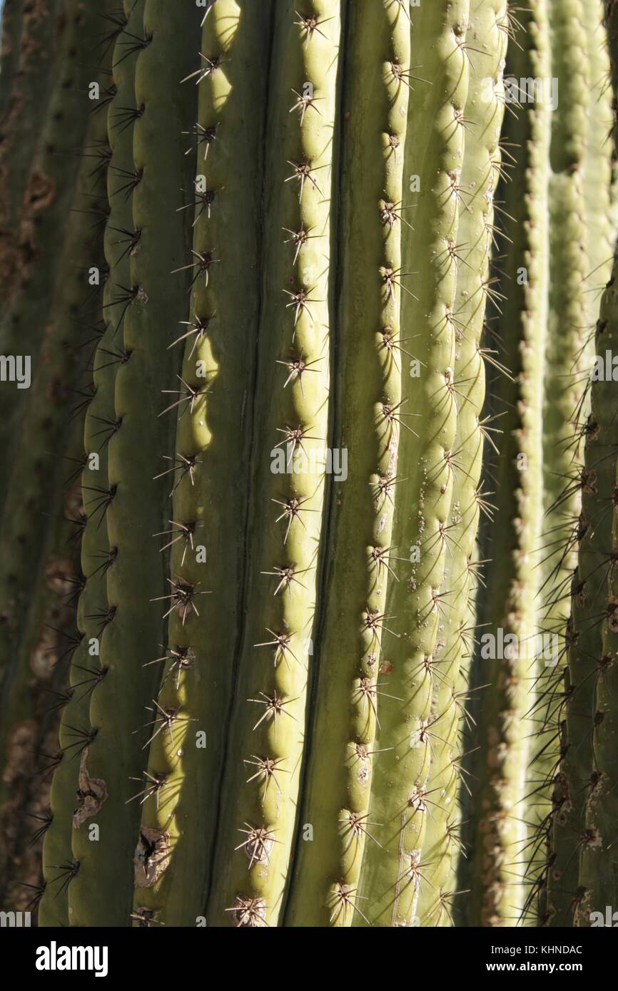 Green cactus texture Stock Photo - Alamy