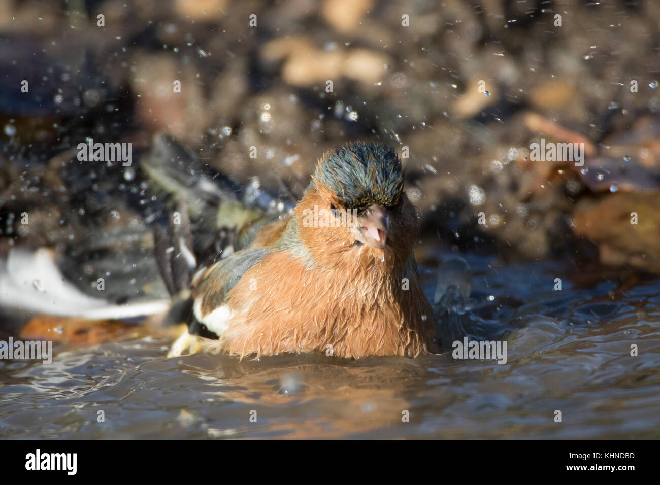 Male chaffinch Fringilla coelets bathing in puddle Stock Photo - Alamy