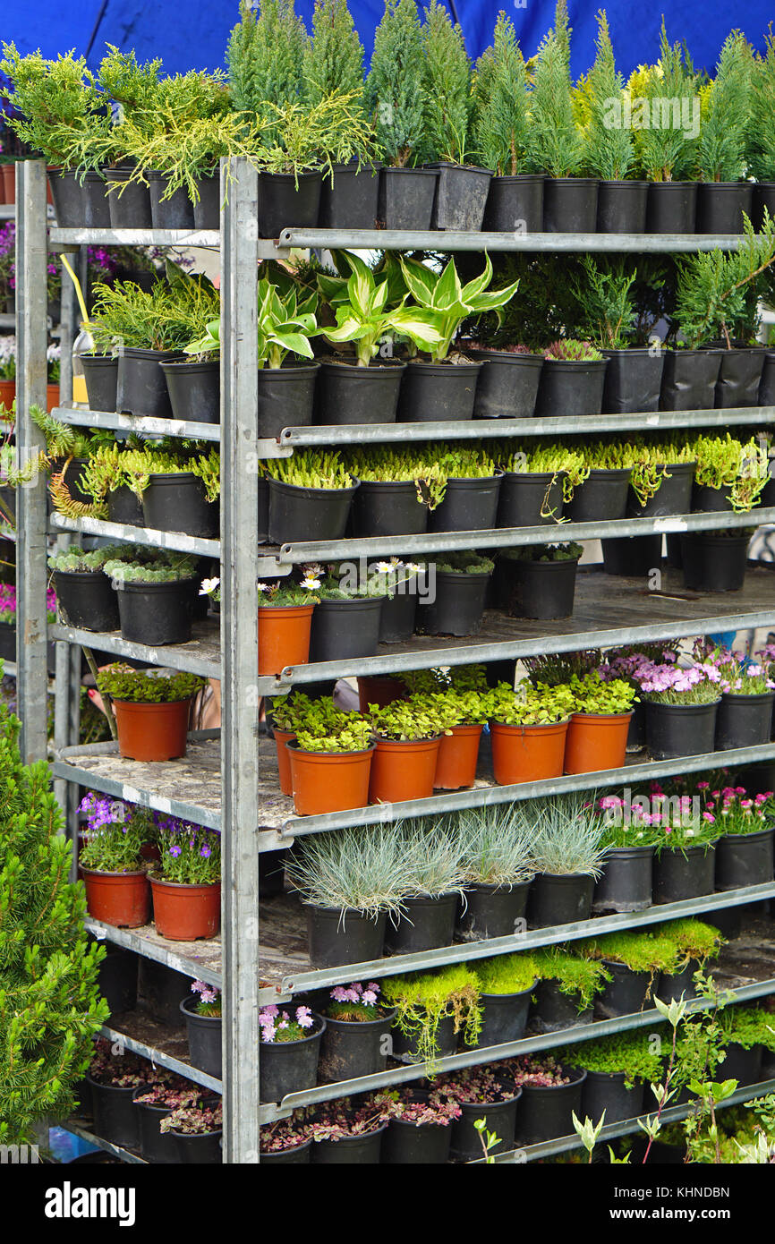 Plants and flowers in shelf at nursery garden Stock Photo - Alamy