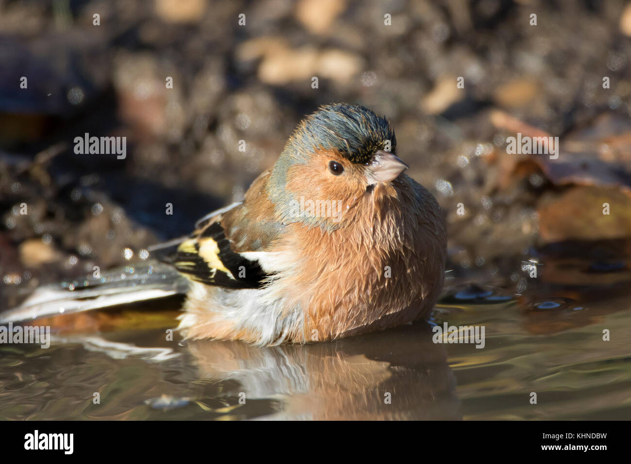 Male chaffinch Fringilla coelets bathing in puddle Stock Photo - Alamy
